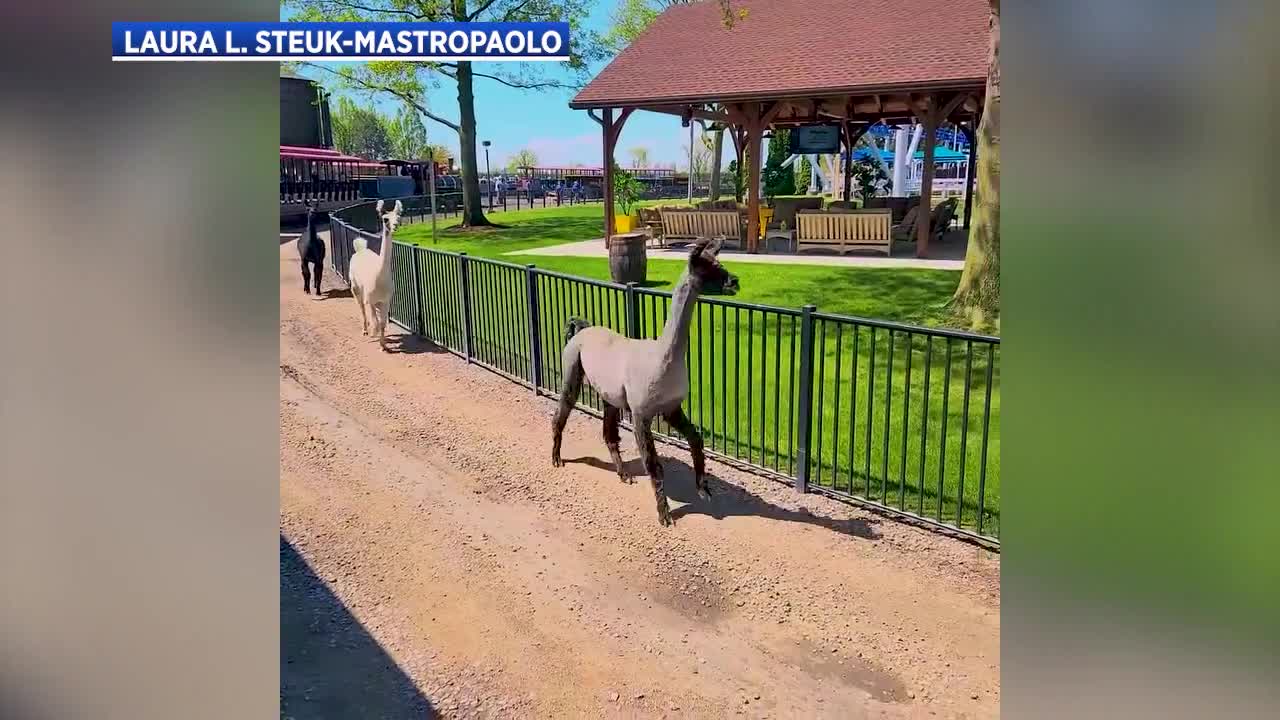 PETA calls for change after animals escape at Cedar Point – Fox 8 ...