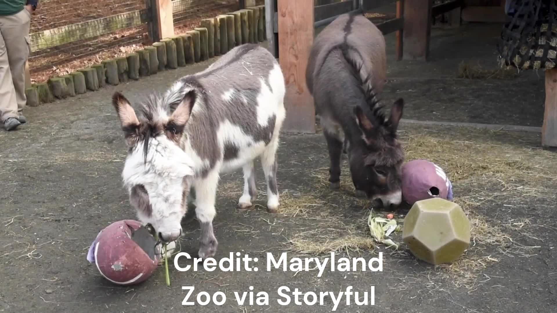 Watch: Donkeys at Maryland Zoo ‘indecisive’ about who will win Super ...