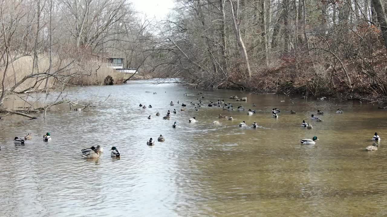 Bird flu suspected of killing dozens of Canada geese in Springfield Twp ...