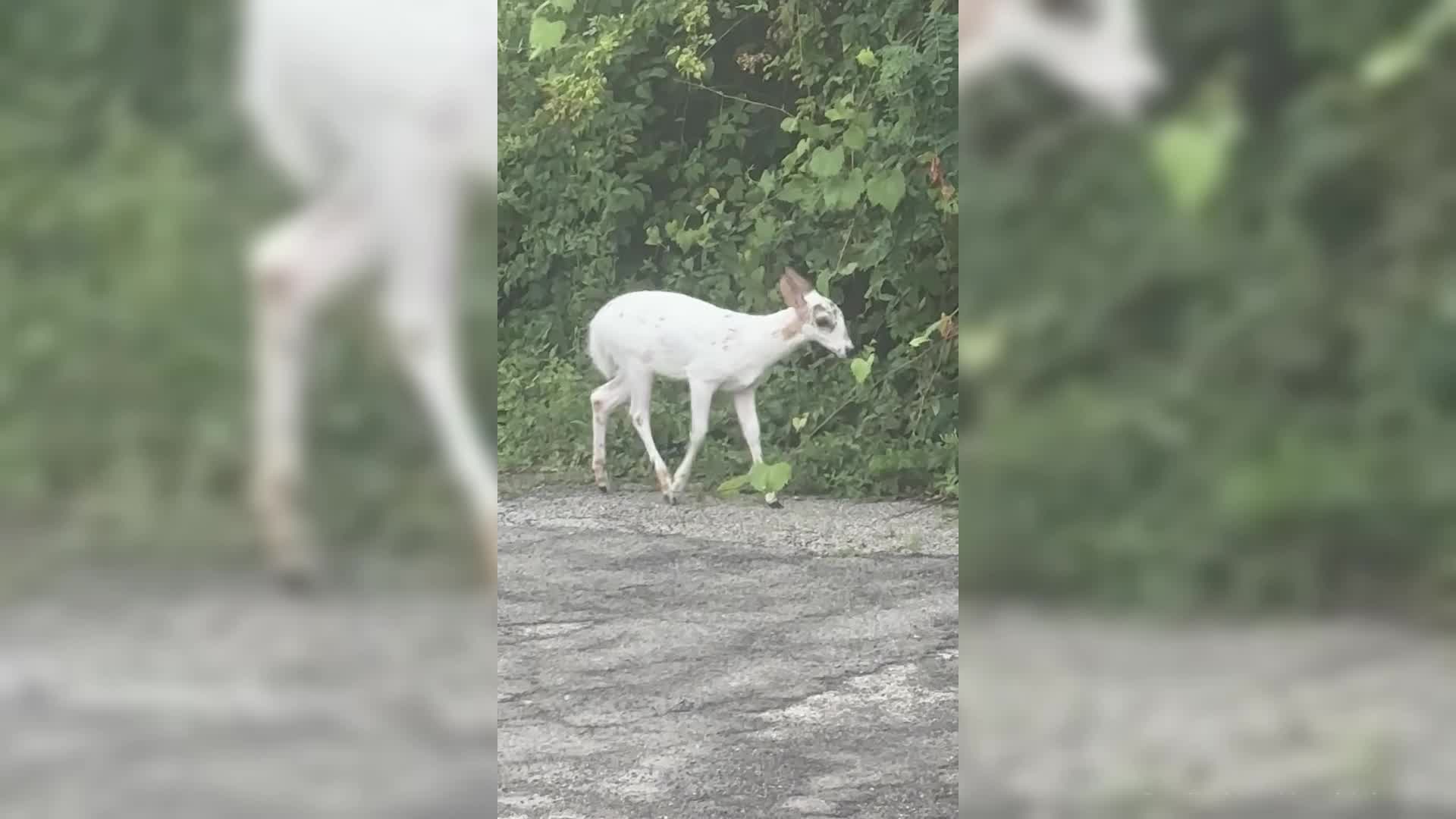 Rare fawn spotted in North Olmsted – Fox 8 Cleveland WJW