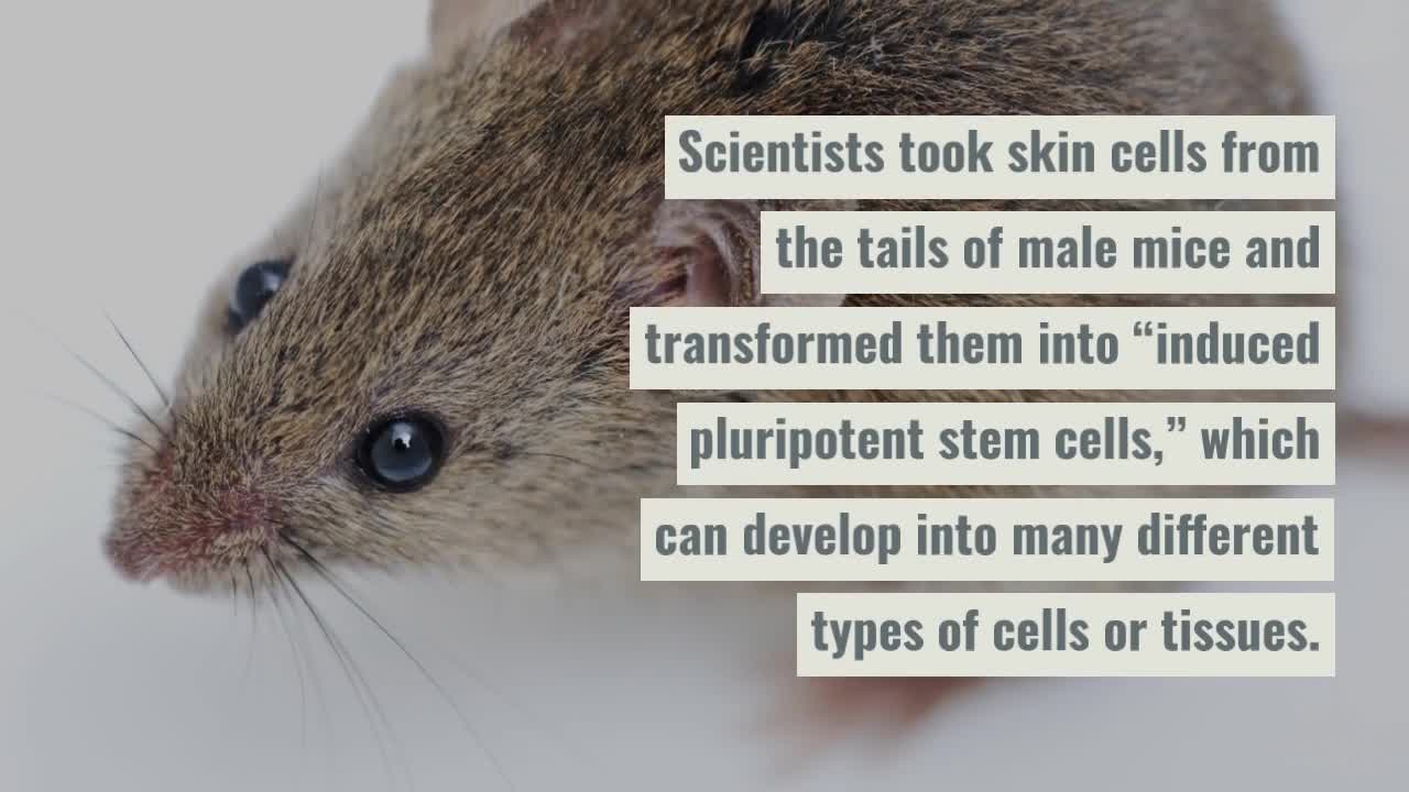 Scientists create baby mice with cells from 2 males for 1st time – Fox ...