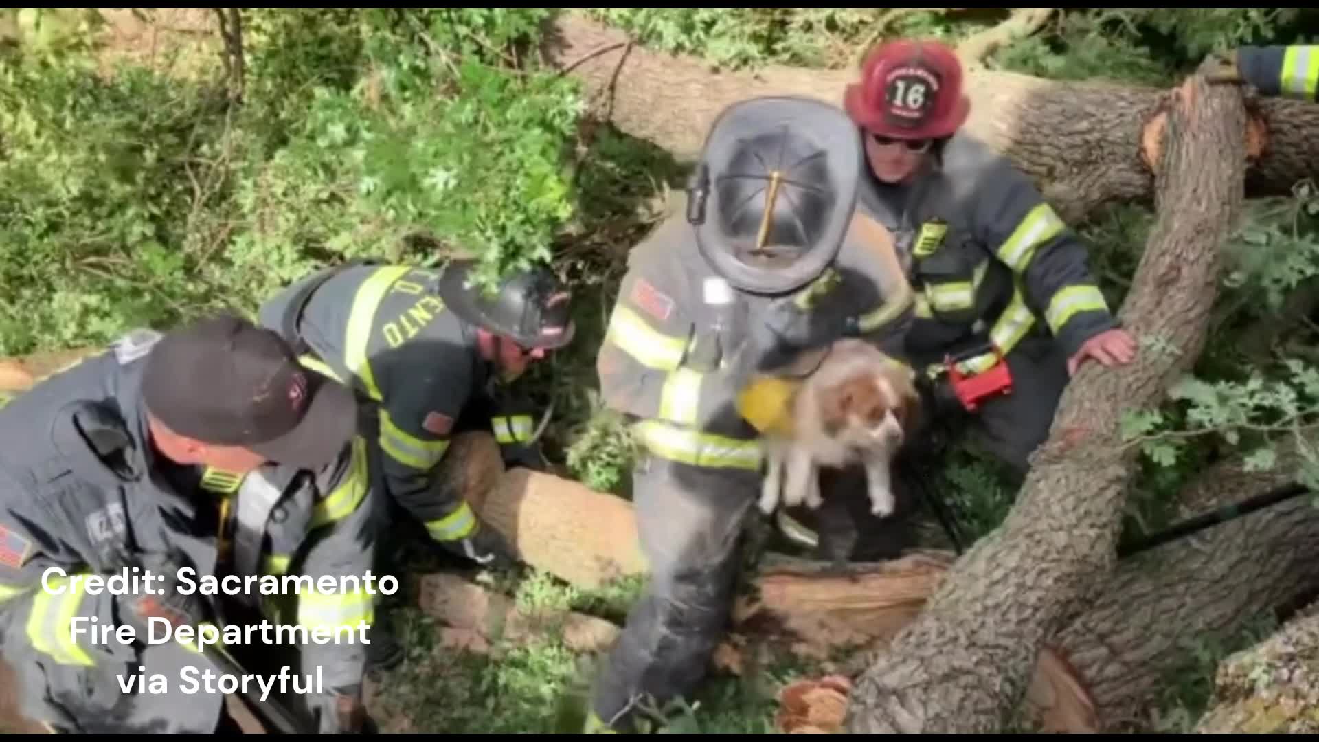 Watch: Firefighters rescue family dog after tree collapses on doghouse ...