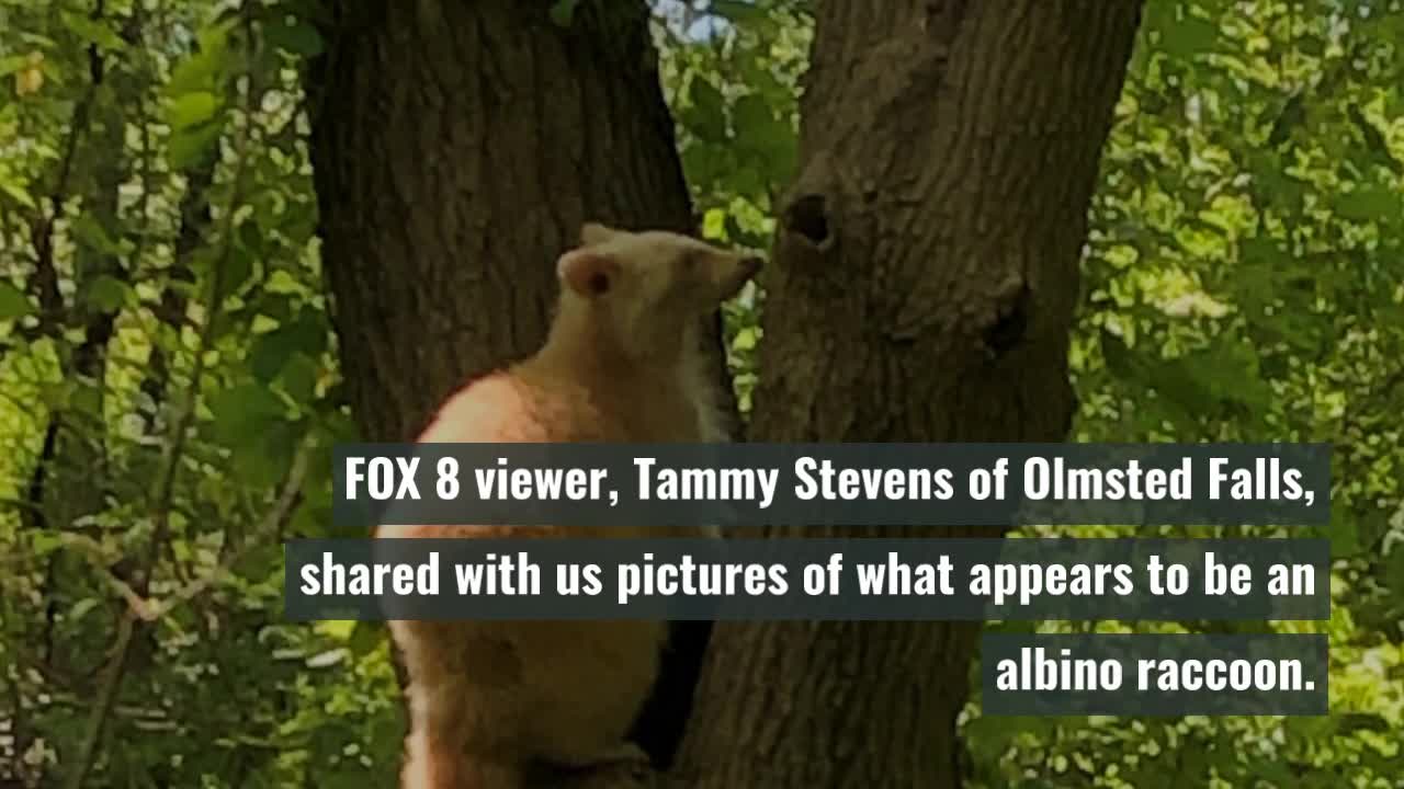 Rare raccoon spotted in CLE Metroparks – Fox 8 Cleveland WJW