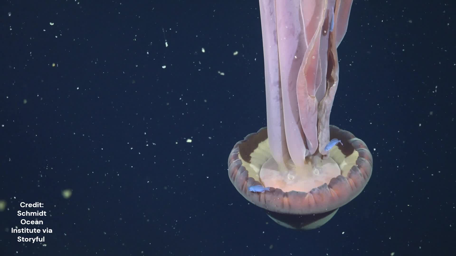 WATCH: Rare jellyfish that can ‘grow as long as a school bus’ spotted ...