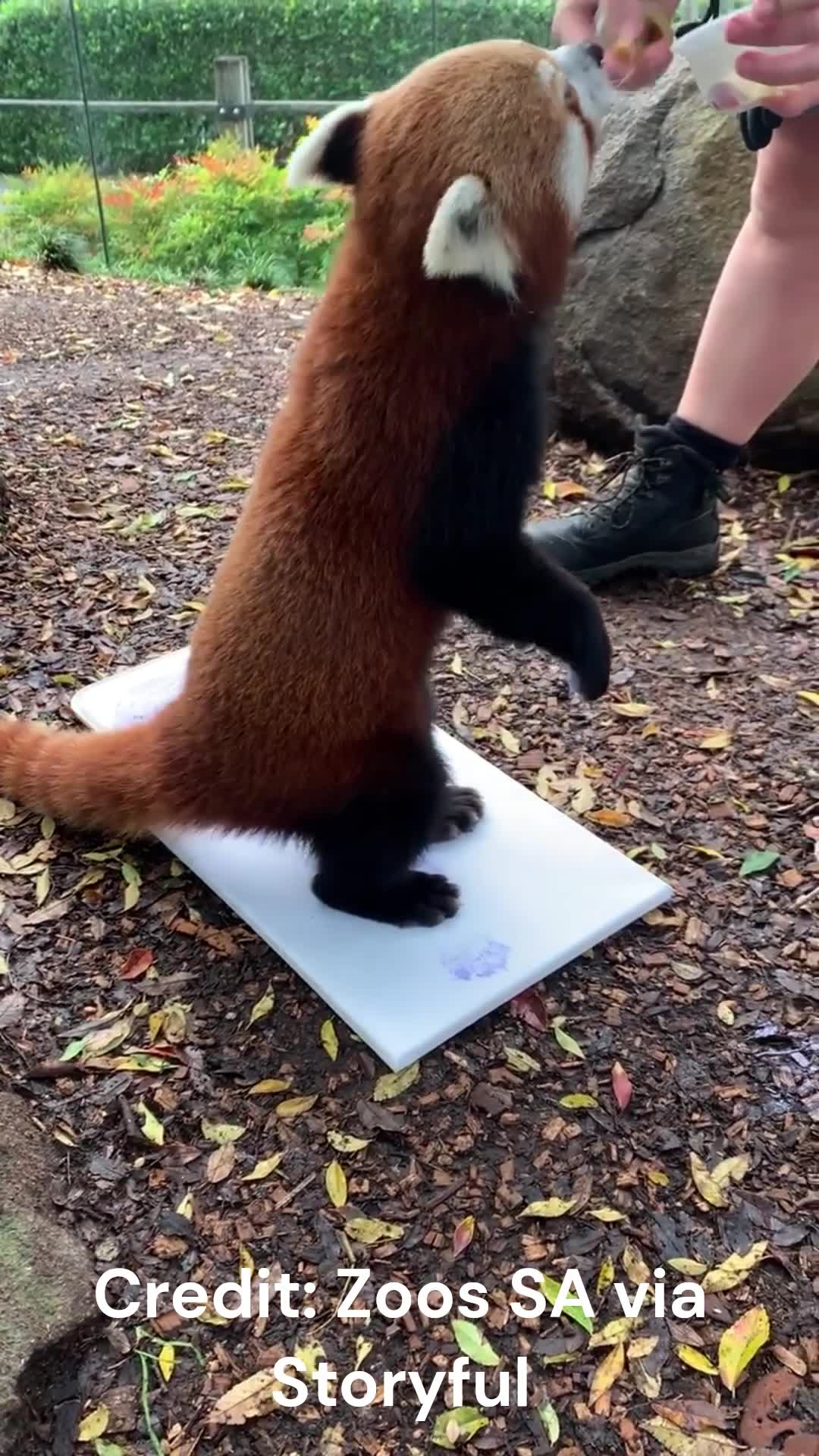 Watch: Red panda paints masterpiece for Australia zoo exhibit – Fox 8 ...