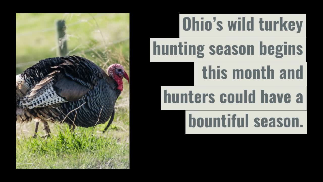 Why Ohio turkey hunters could have a bountiful season – Fox 8 Cleveland WJW