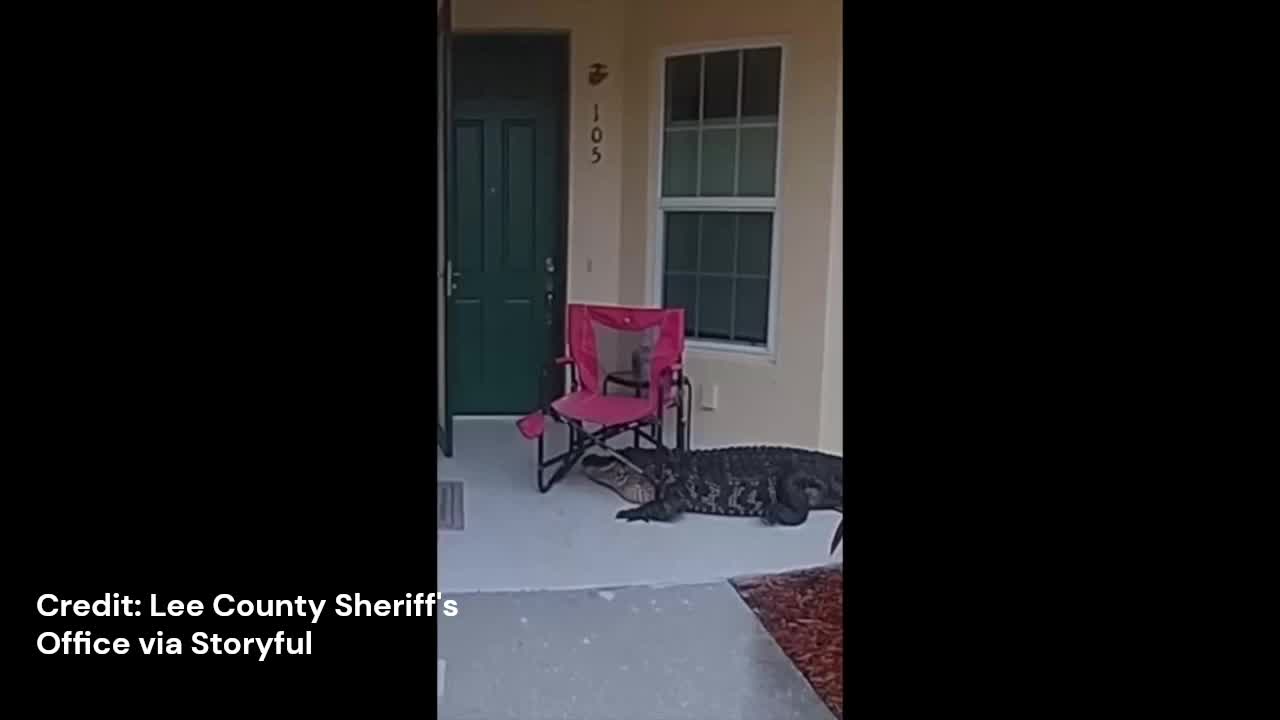 Gator caught outside front door with chair on its head (Credit: Lee ...