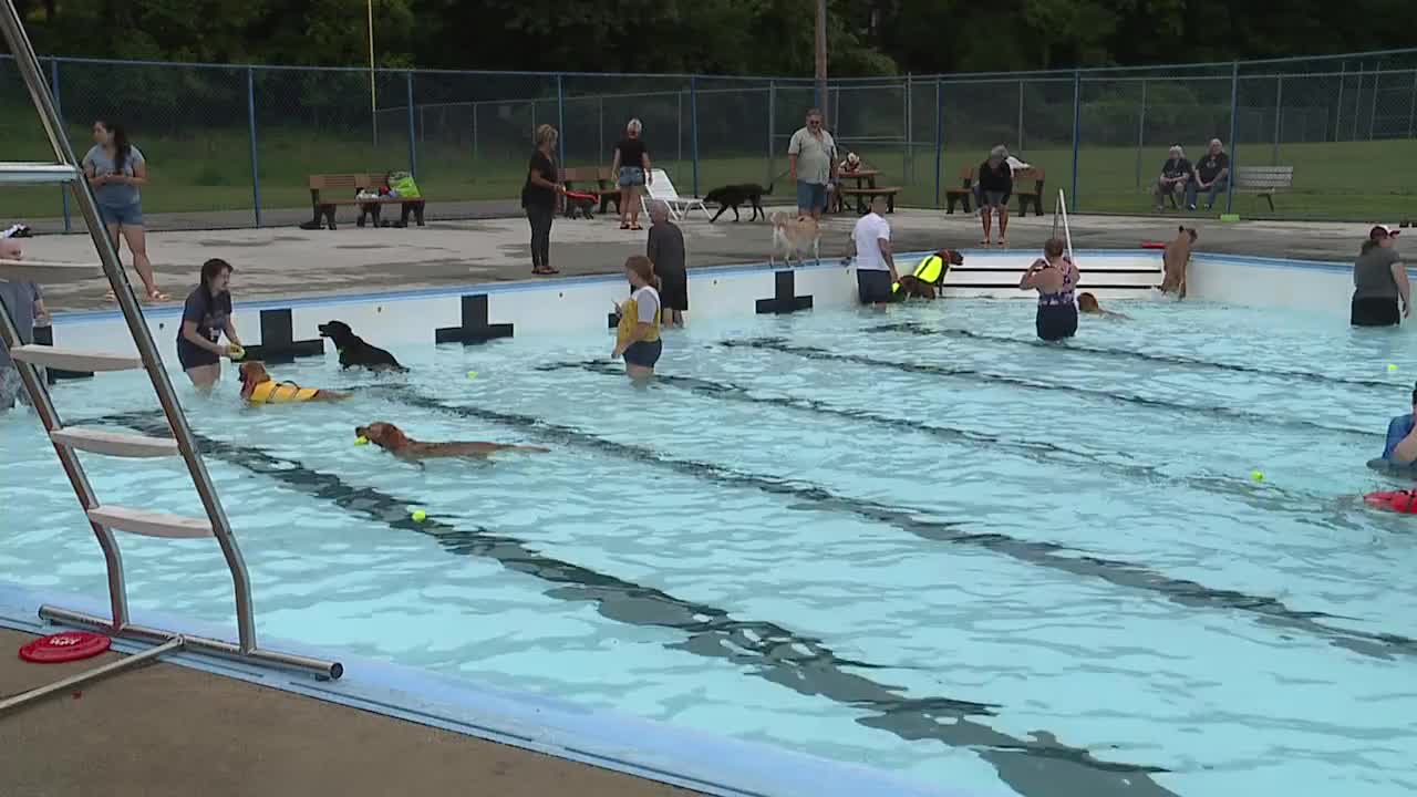 Pups make a splash at Parma pool – Fox 8 Cleveland WJW