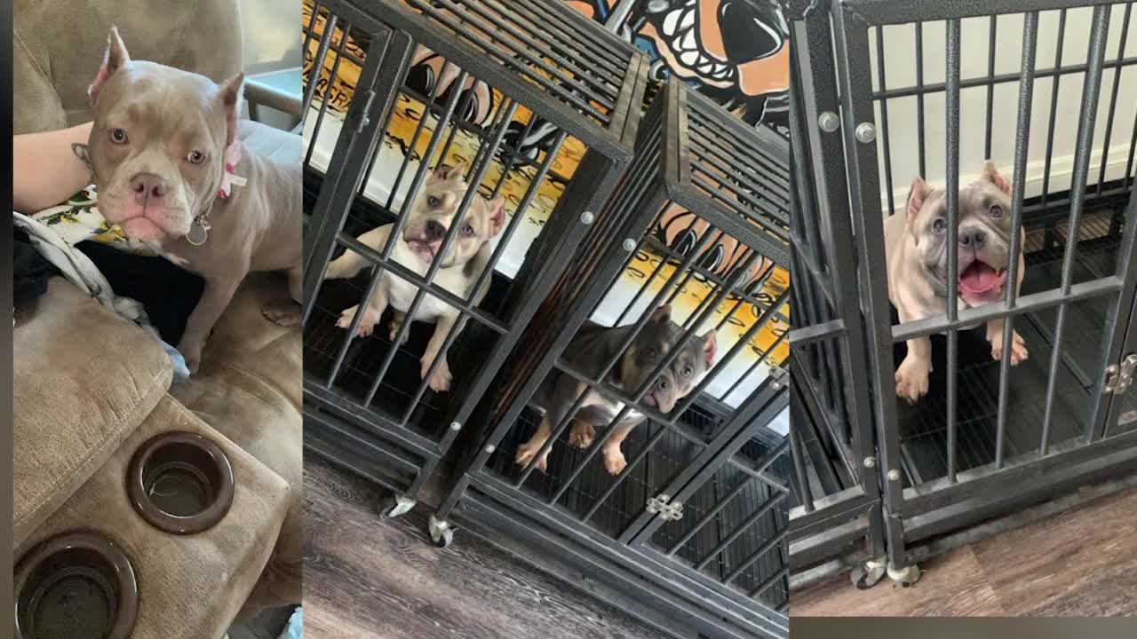 Mystery of stolen dogs at heart of murder investigation: I-Team – Fox 8 ...
