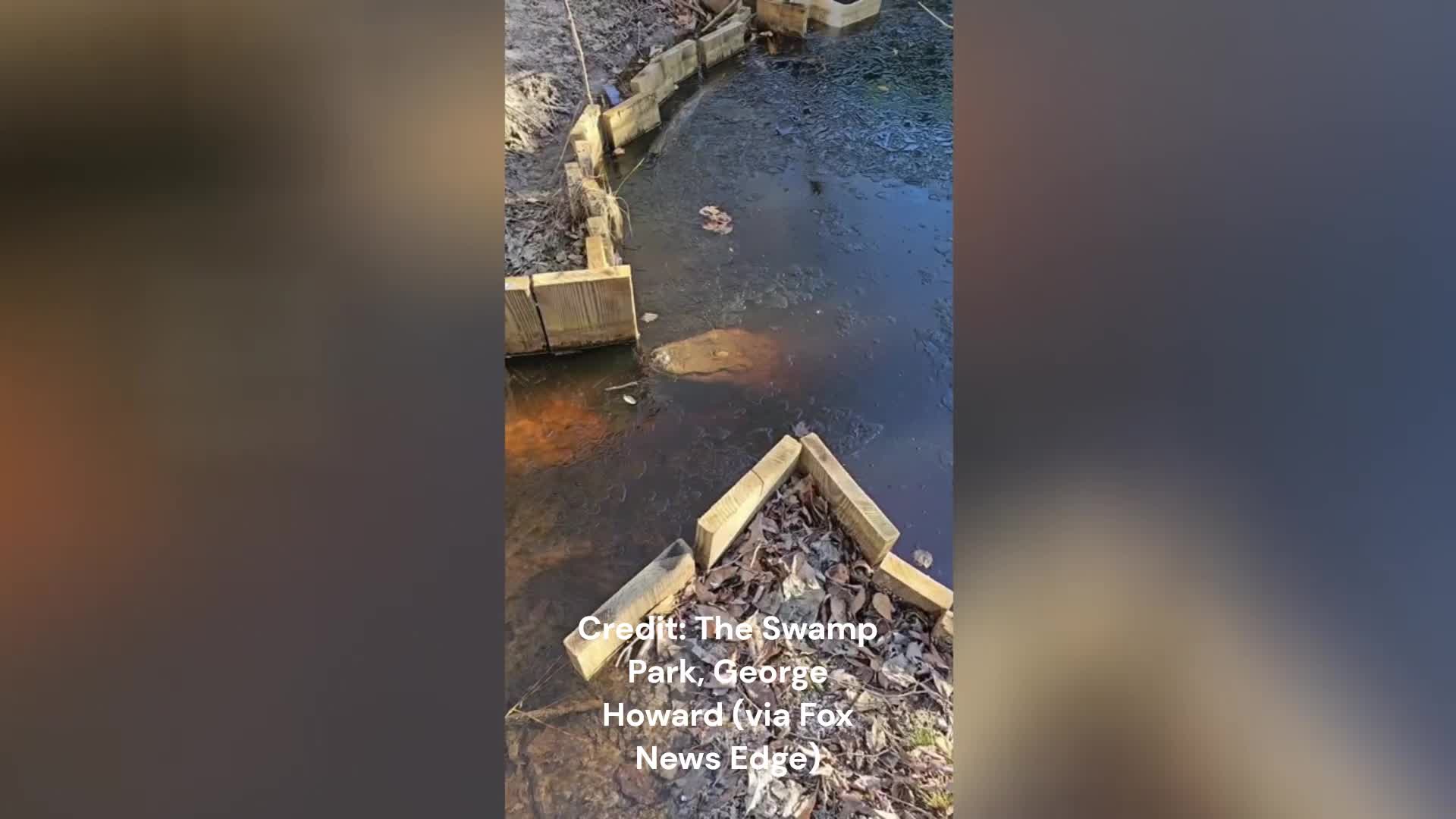 Video: Frozen gators? Experts explain the phenomenon – Fox 8 Cleveland WJW