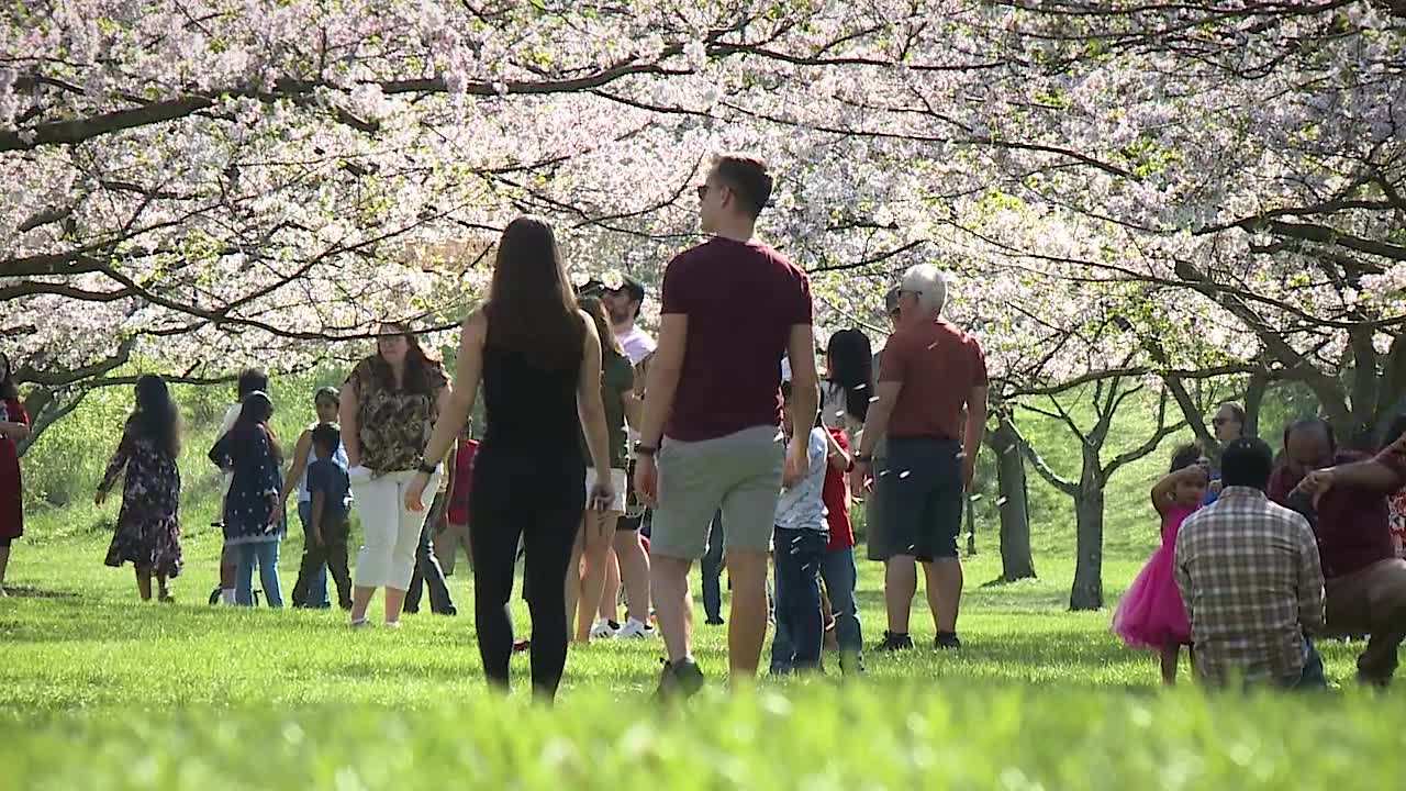 Cherry blossoms at Brookside Reservation – Fox 8 Cleveland WJW