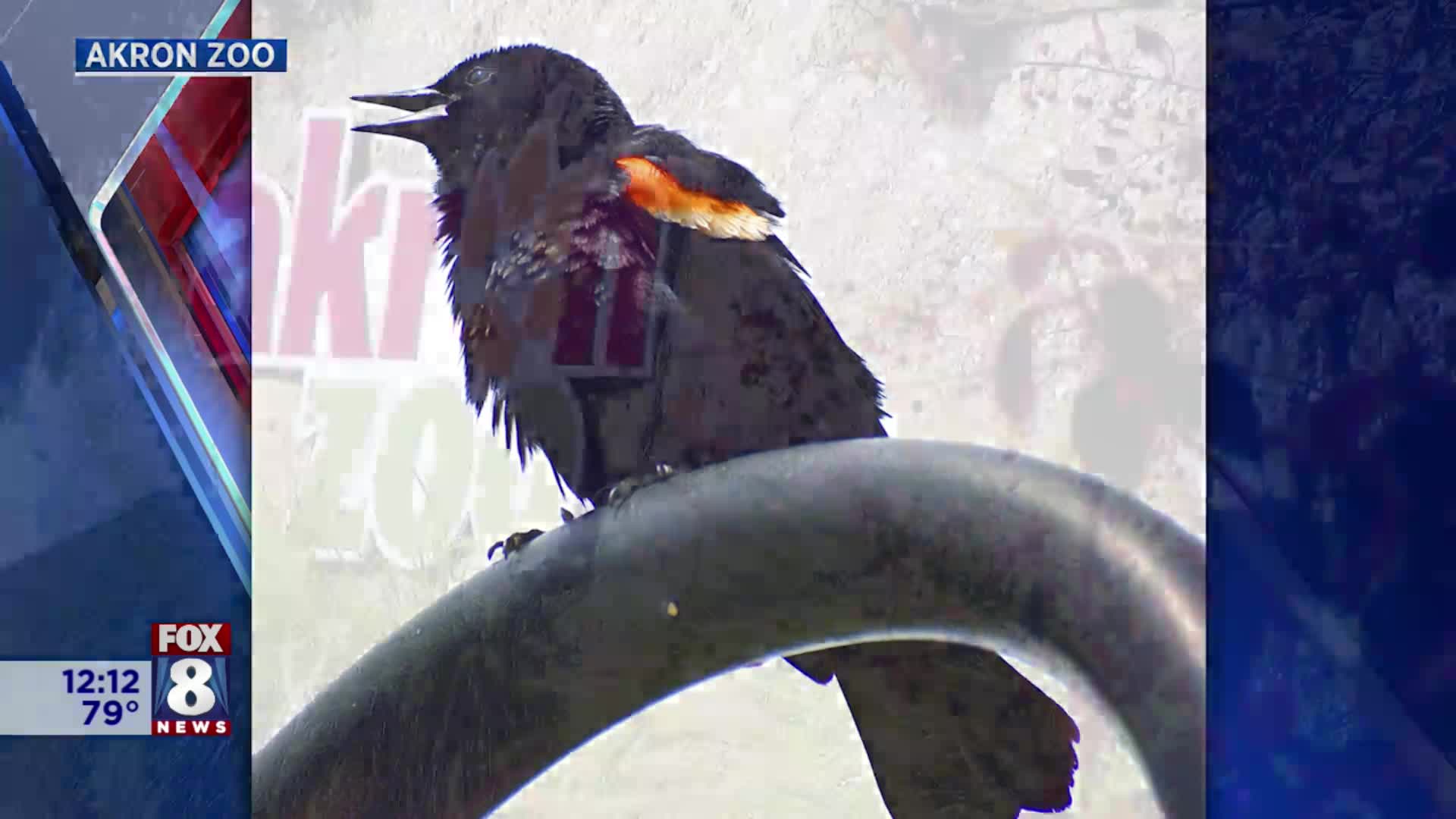 Watch out for this wild bird at the Akron Zoo – Fox 8 Cleveland WJW