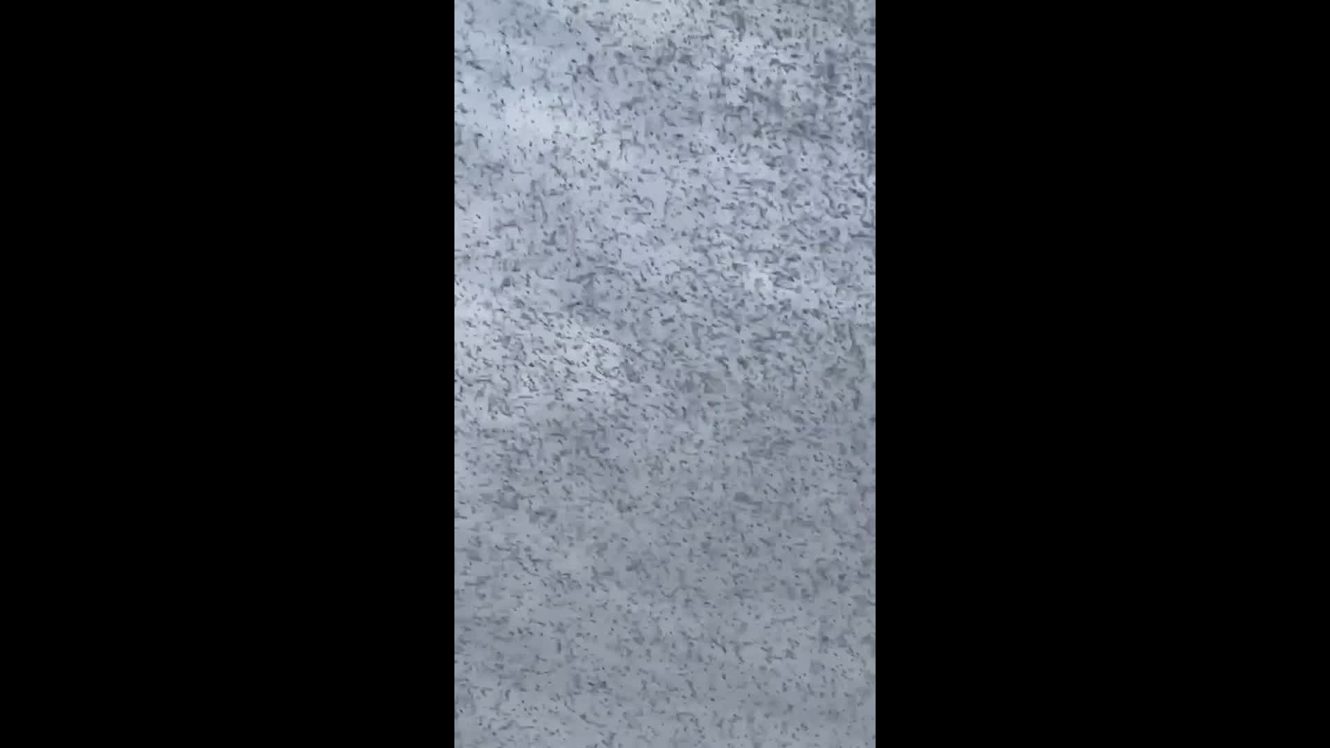 WOAH! Muckleheads swarm NE Ohio – Fox 8 Cleveland WJW