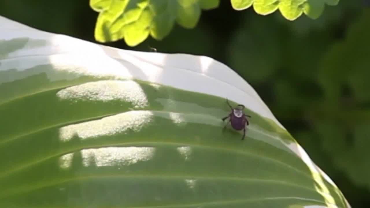 Tick troubles: How to stay safe as Lyme disease cases rise – Fox 8 ...