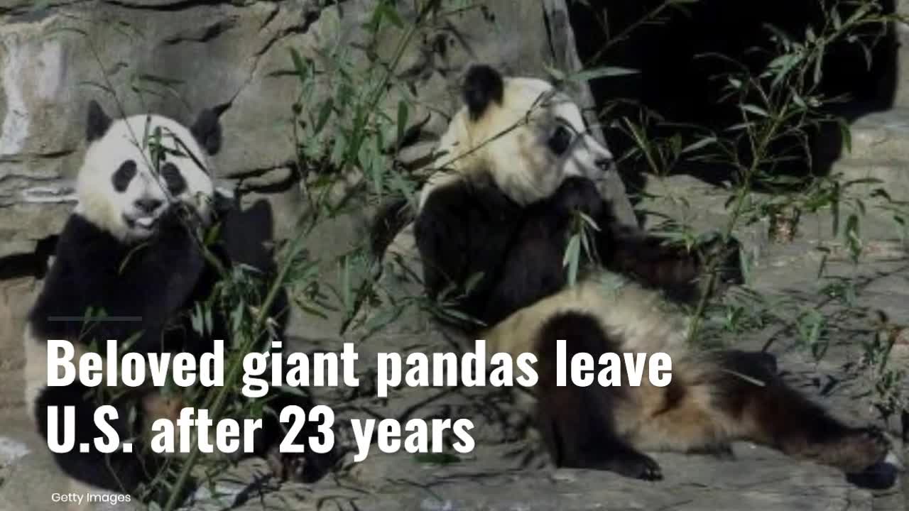 Beloved giant pandas leave U.S. after 23 years – Fox 8 Cleveland WJW