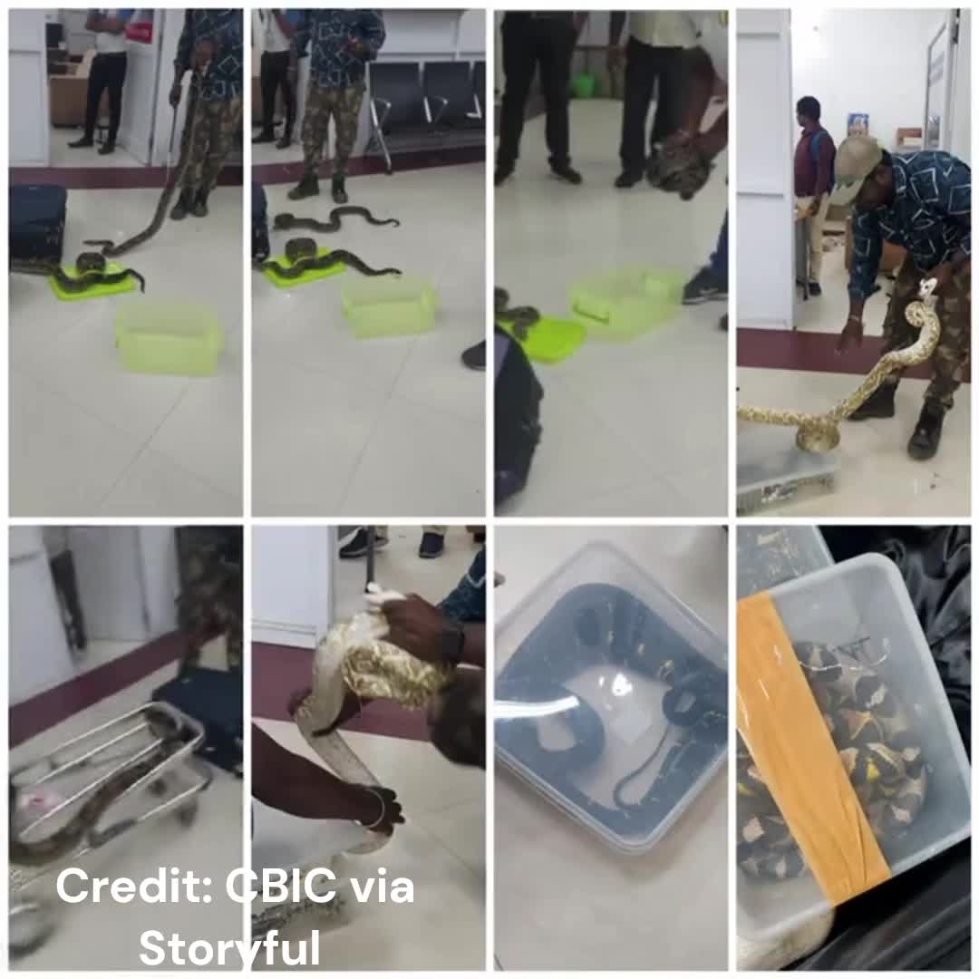 Snakes on a Plane: Customs Officers Seize 22 Snakes From Woman’s ...