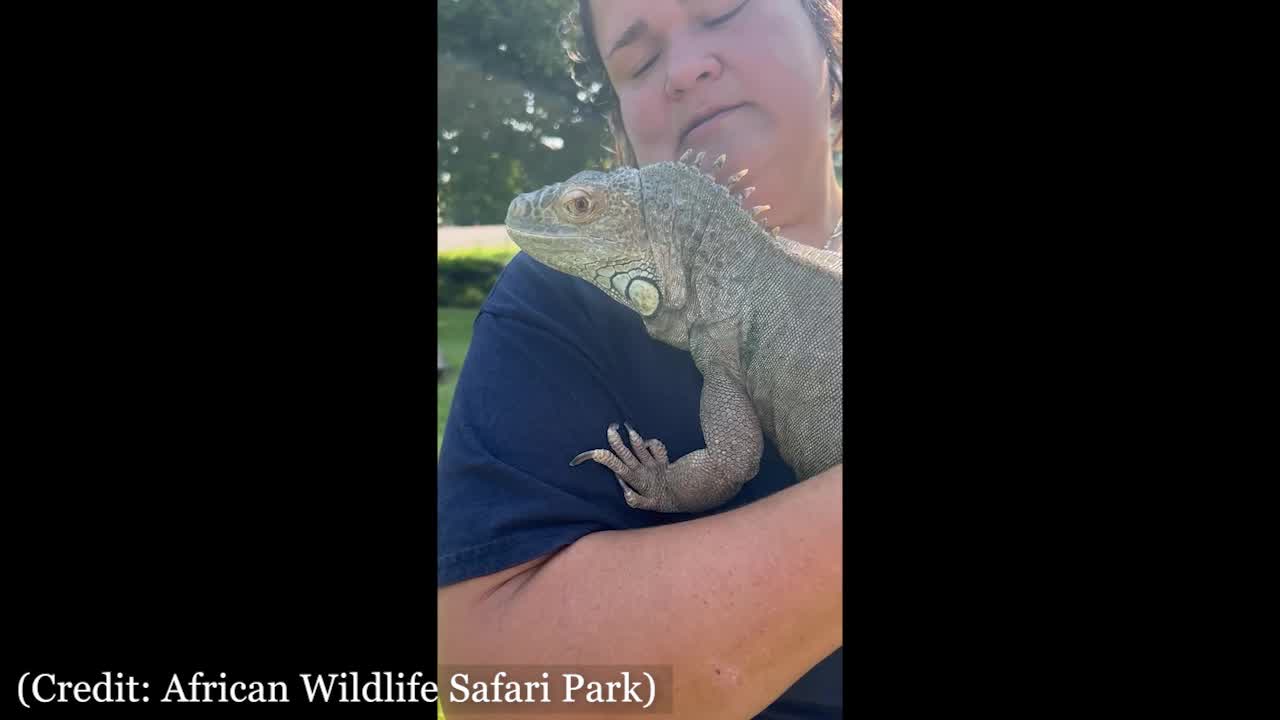 Winking Lizard Tavern iguana gets new home at Ohio park – Fox 8 ...