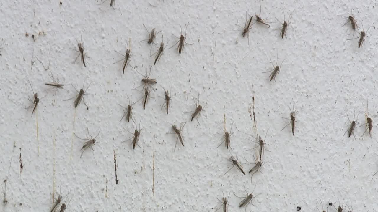 Midges invasion 2023 – Fox 8 Cleveland WJW