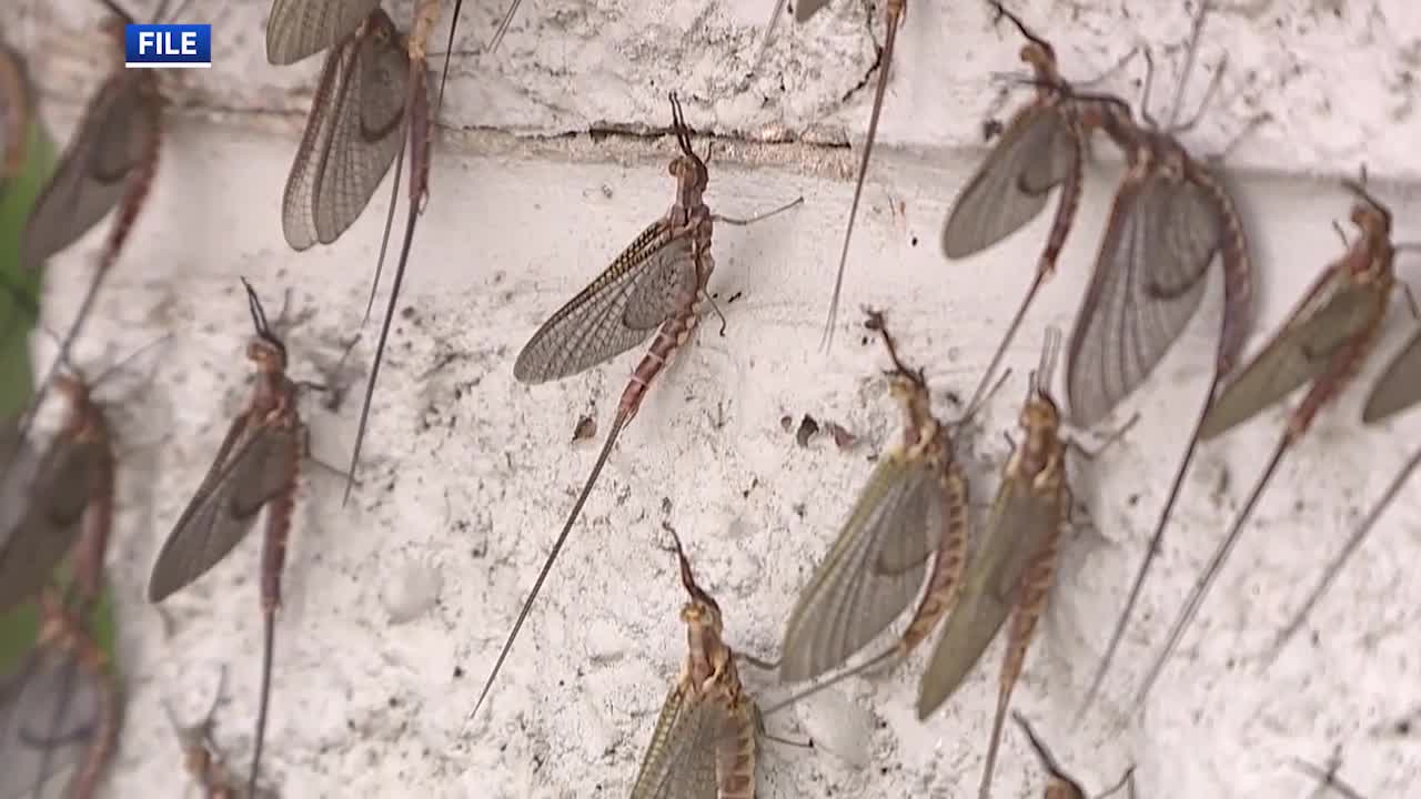 Return of the mayflies: Communities go dark to keep bugs at bay – Fox 8 ...
