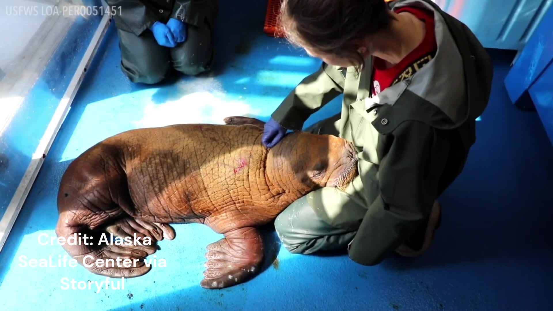 Watch: Walrus calf needs ’round-the-clock cuddling’ after being rescued ...