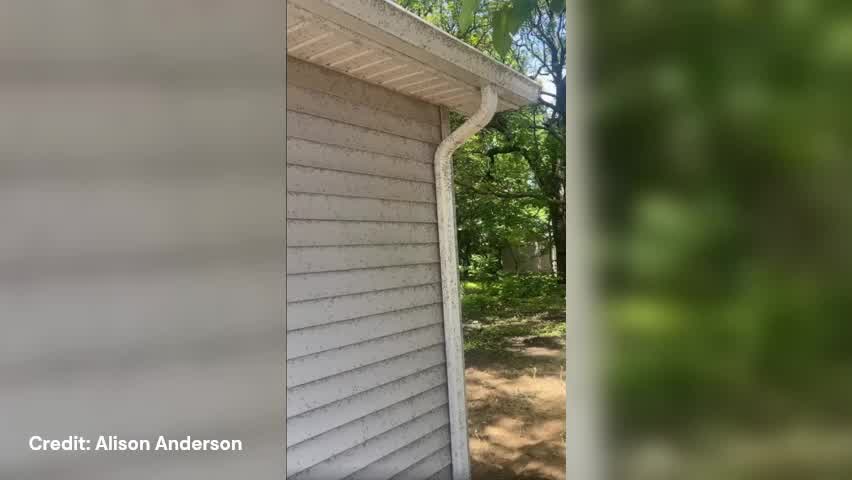 Midges 2025 – Fox 8 Cleveland WJW