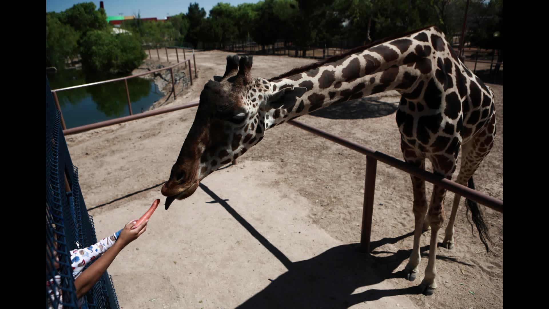 Benito the giraffe – Fox 8 Cleveland WJW