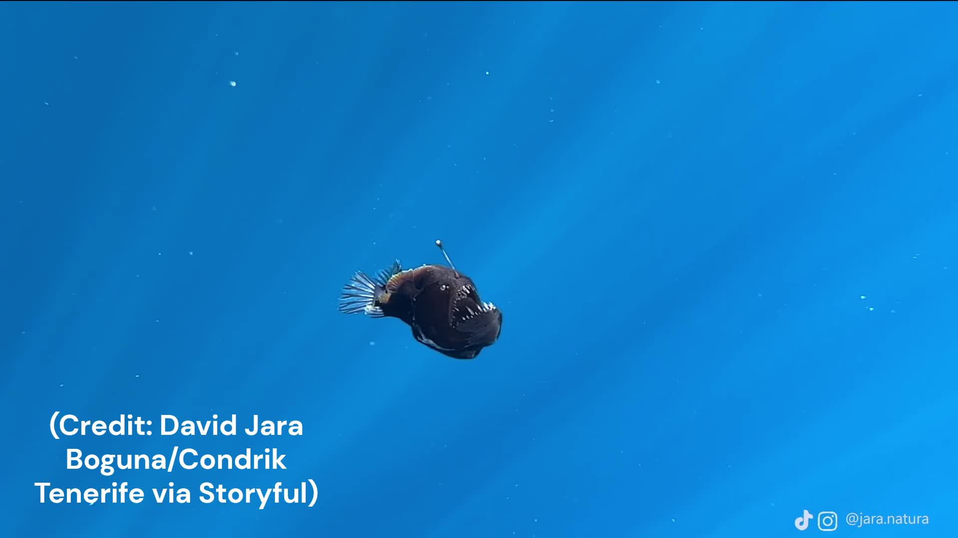 Rare ‘Black Demon’ fish spotted alive for first time – Fox 8 Cleveland WJW