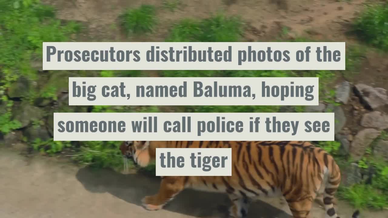 Tiger goes missing in Mexico – Fox 8 Cleveland WJW