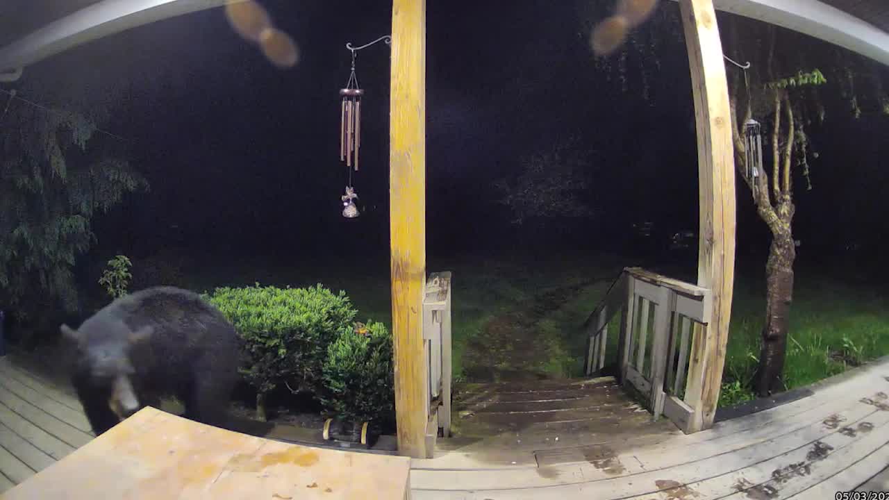 ‘Definitely shocking’: Local woman spots black bear on her Ring camera ...
