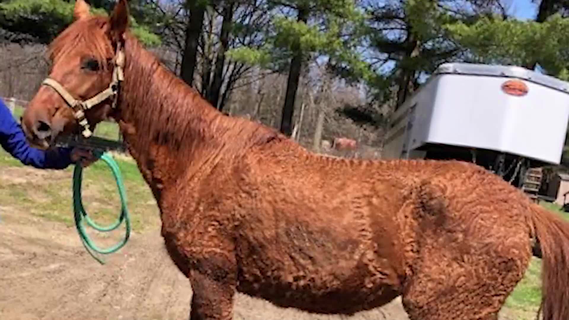 Watch: Heroic, heartwarming animal rescues caught on camera across NE ...