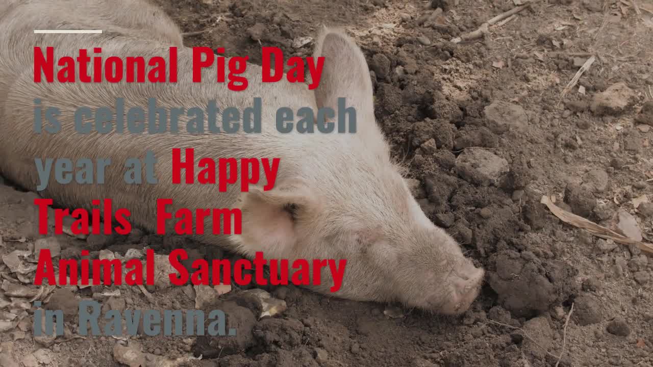 National Pig Day helps spotlight local pigs looking for a forever hom ...