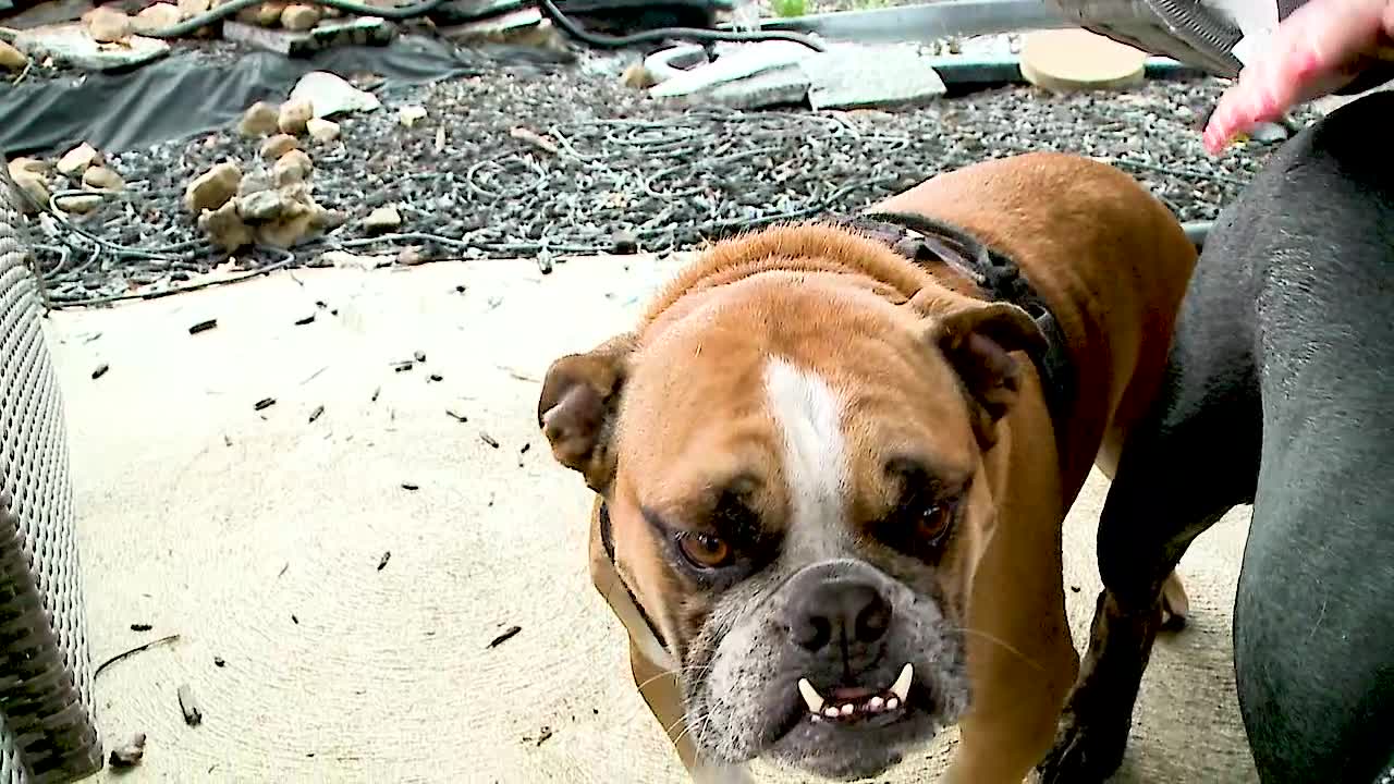 Amazon apologizes after driver allegedly tried hitting dogs after chase ...