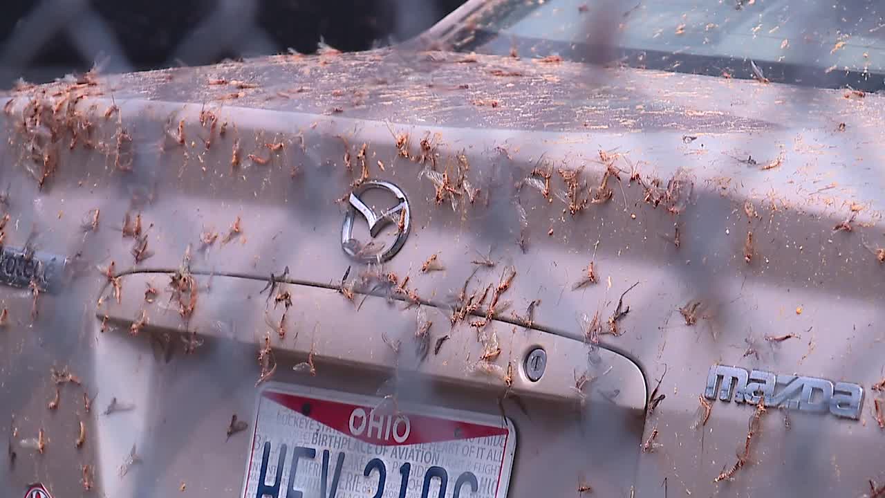 Lake Erie communities shutting off streetlights to deter mayflies – Fox ...