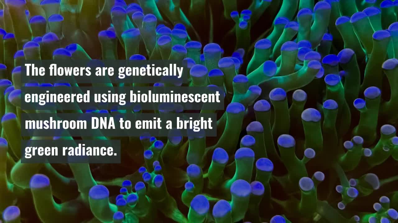 Firefly petunias? USDA gives approval for new plants that glow in the ...