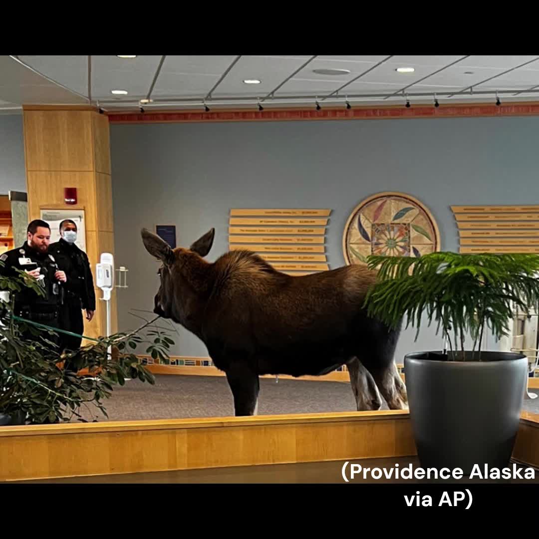 See it: How a moose ended up in a hospital – Fox 8 Cleveland WJW
