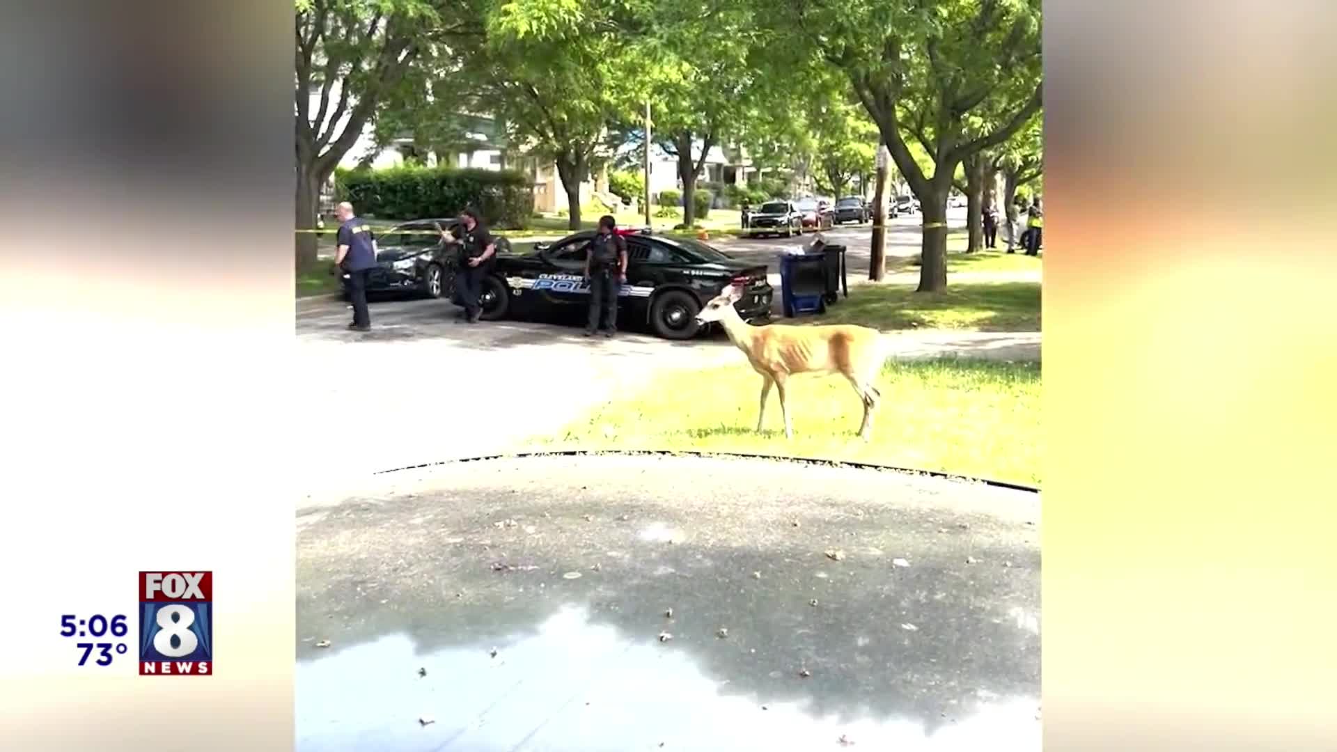 WATCH: Deer wanders into Cleveland crime scene – Fox 8 Cleveland WJW