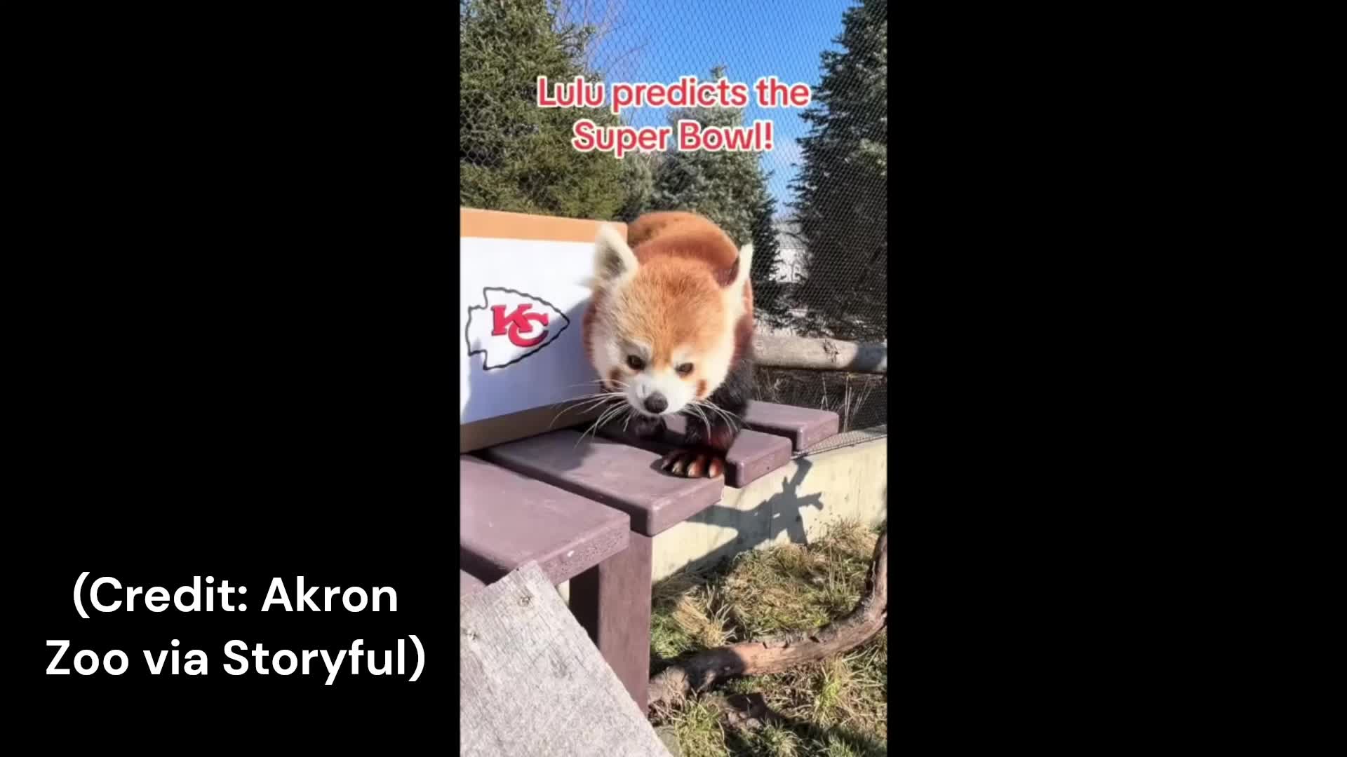 Red panda at Akron Zoo makes her Super Bowl prediction (Credit: Akron ...