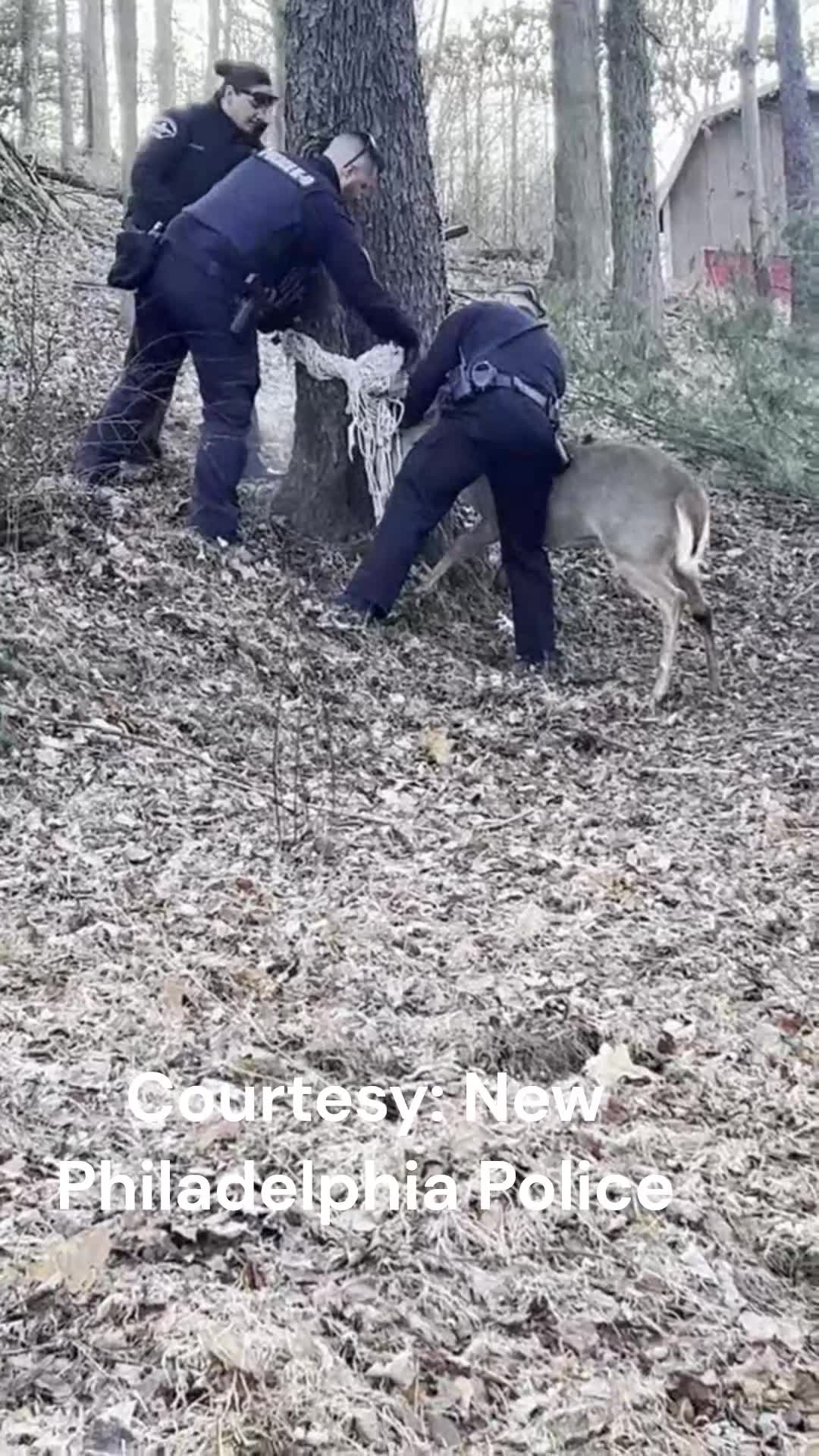 Trapped deer rescued by New Philadephia police officers – Fox 8 ...
