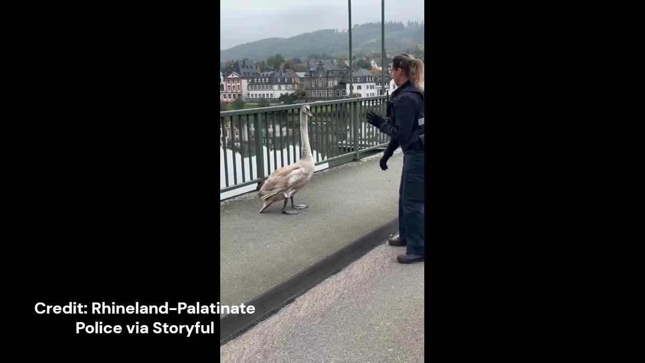 Officer tackles gigantic, ‘hissing’ swan seen waddling in and out of ...