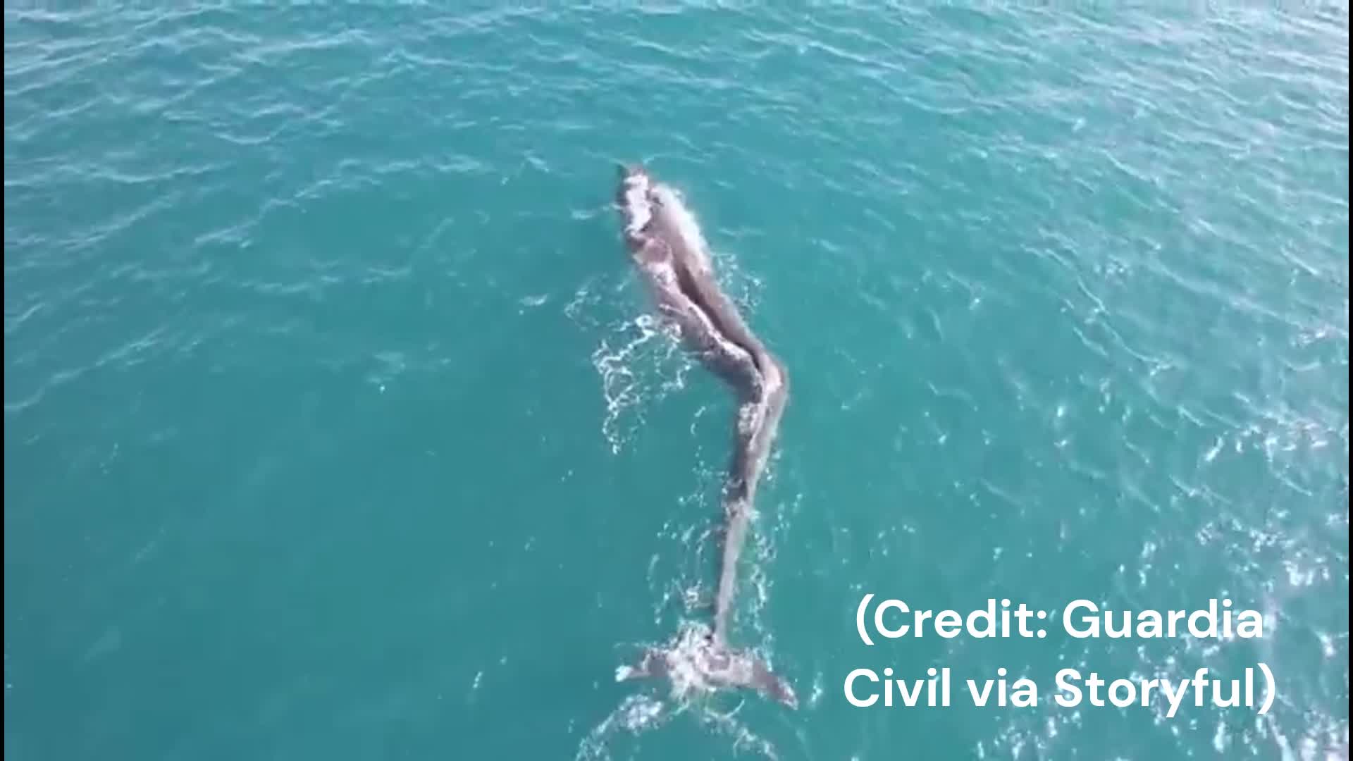 Whale with deformed spine spotted off Spanish coast (Credit: Guardia ...