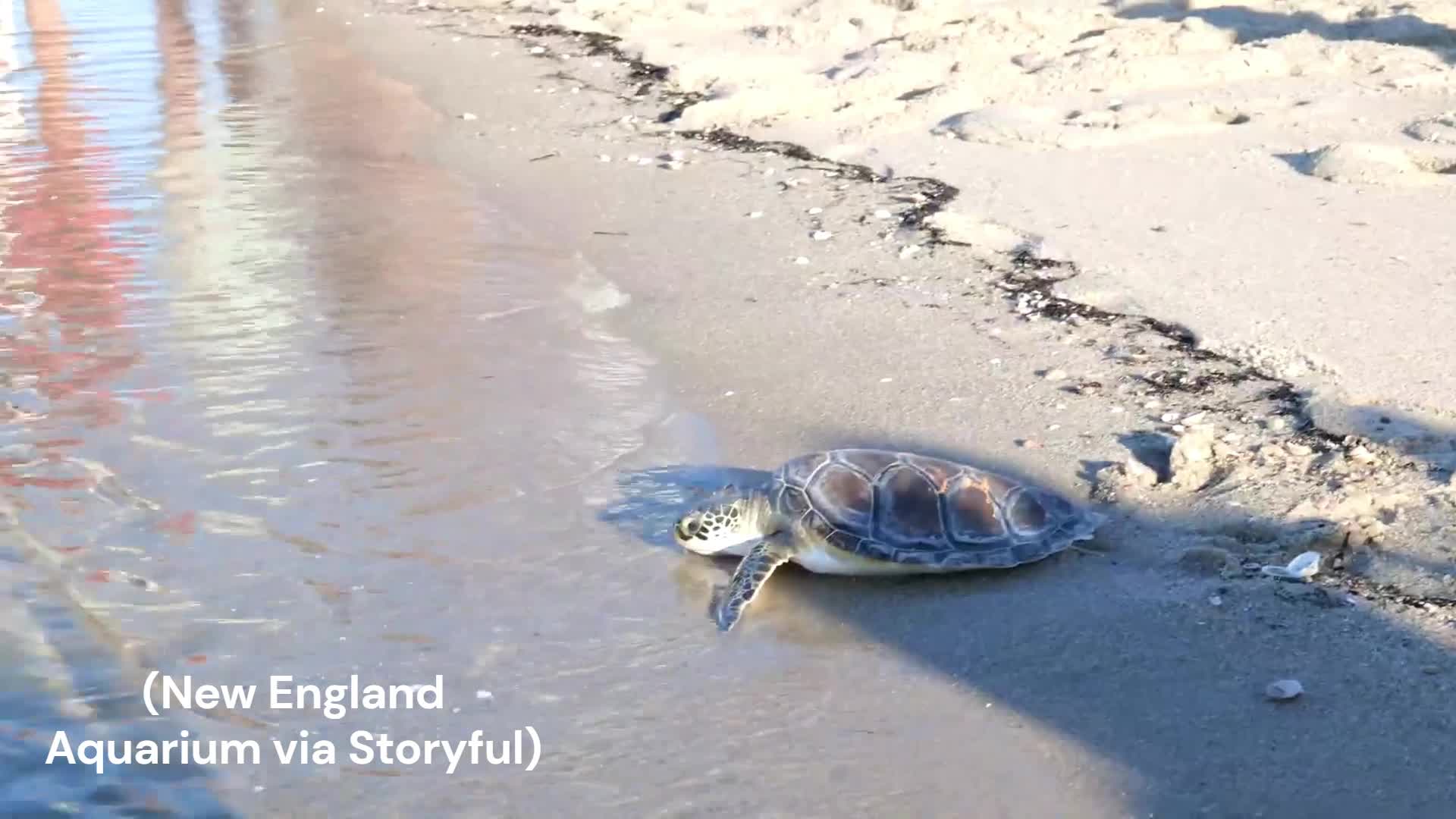 Turtles return to ocean after rehabilitation (New England Aquarium via ...