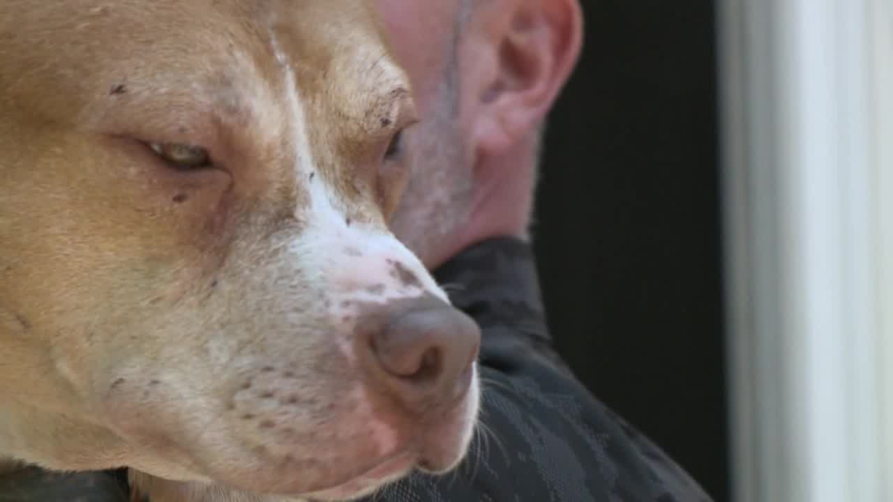 Man hospitalized after fighting off coyote attacking his dogs – Fox 8 ...