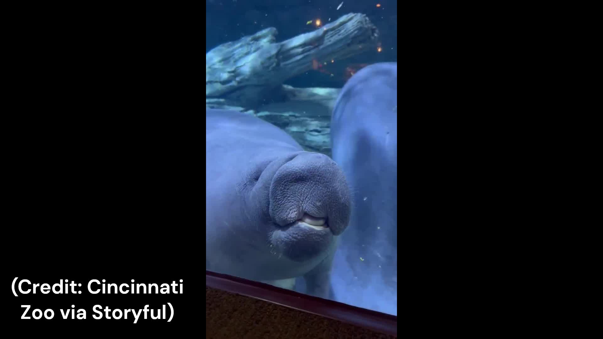 Goofy Ohio manatee ‘boops’ face on aquarium glass (Credit: Cincinnati ...