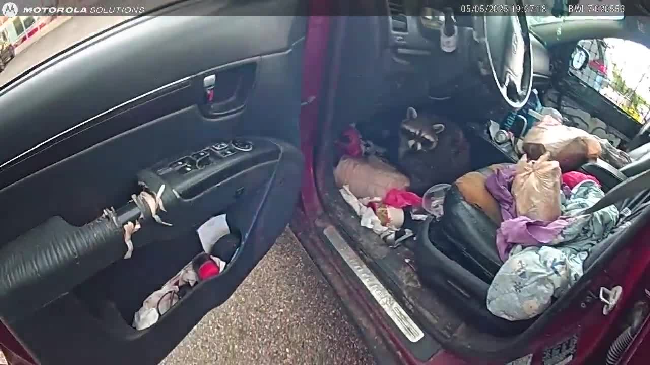 What’s next for the now-viral raccoon found playing with meth pipes ...