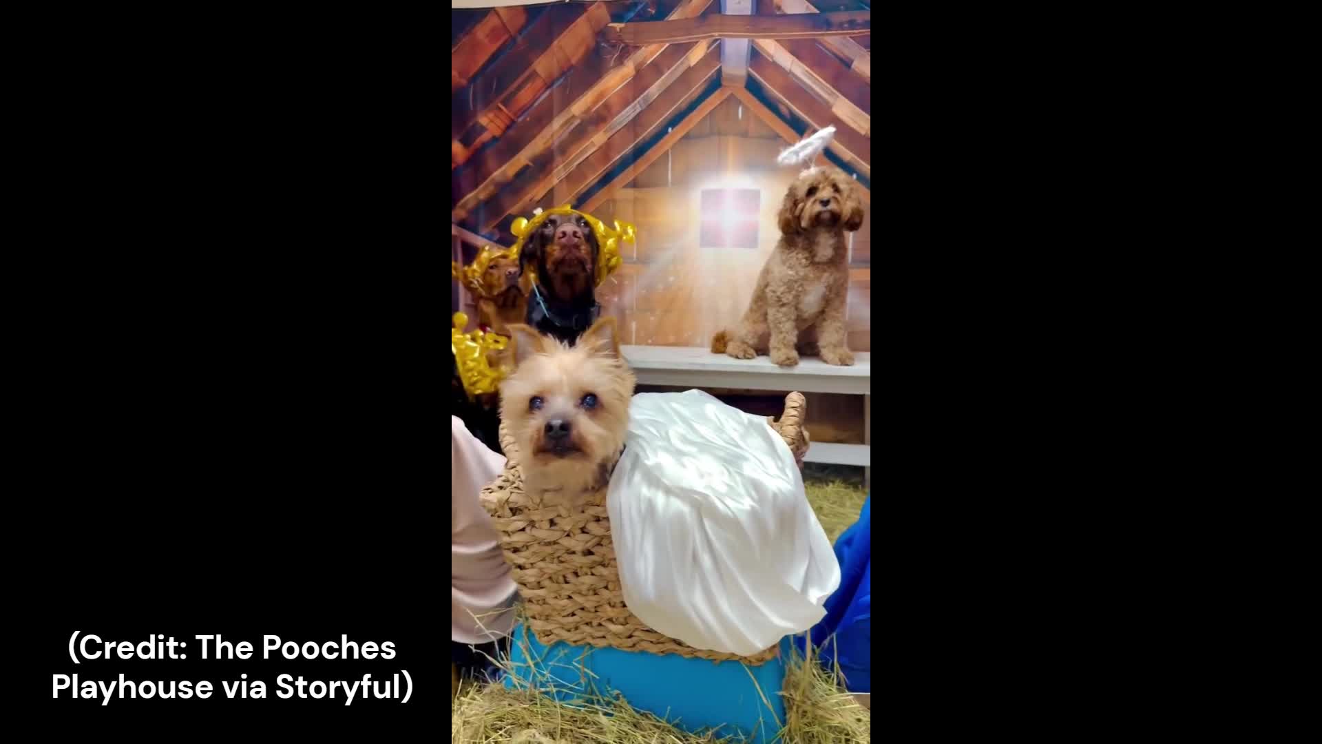 Too cute: Daycare dogs in full costume for Nativity scene (Credit: The ...