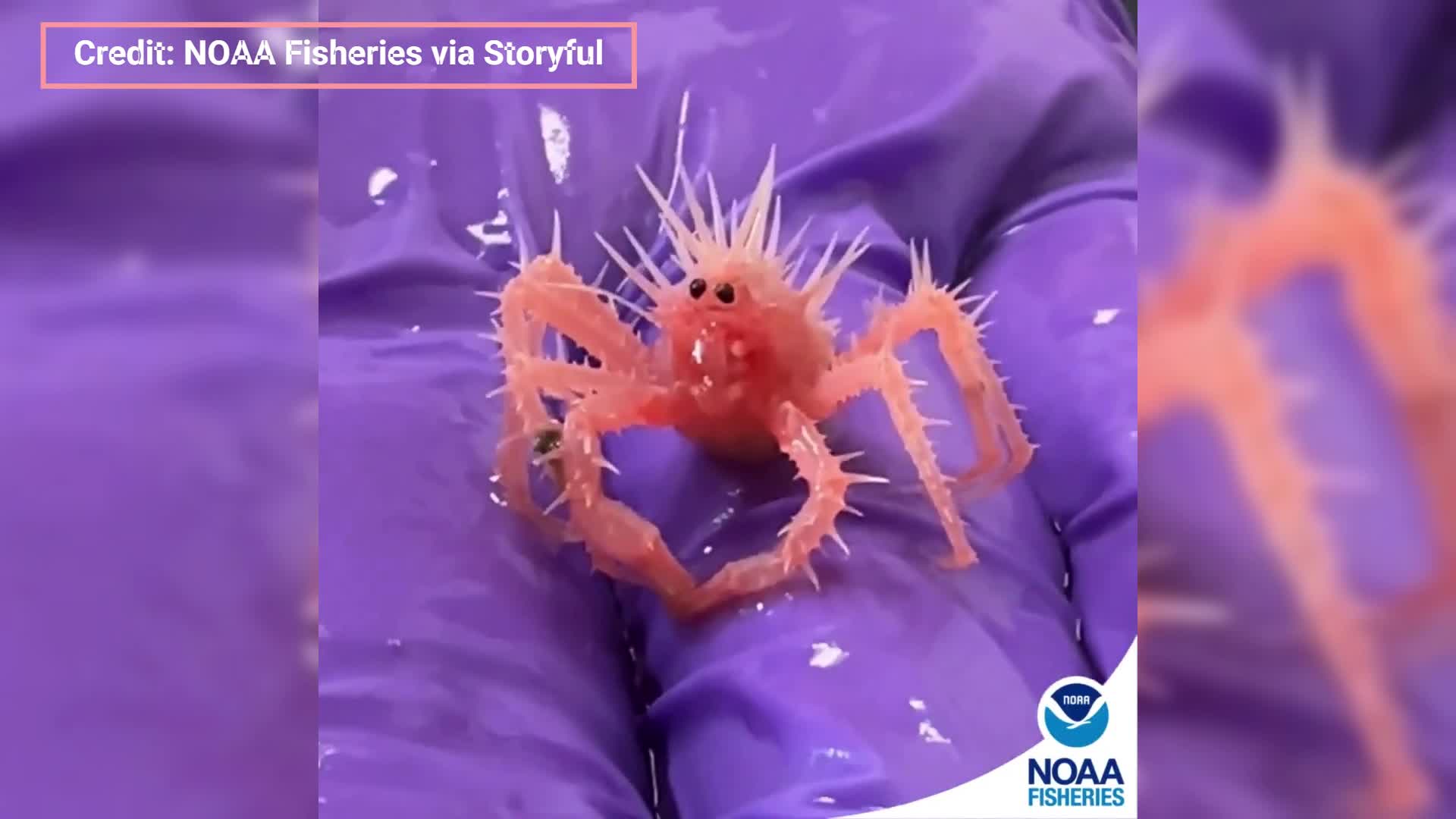 SEE IT: ‘Cutest, spikiest, tiniest Crab in the world’ (Credit: NOAA ...
