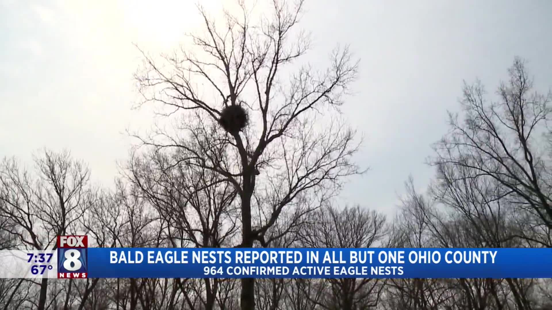 Eagle nest reported in all but one Ohio county – Fox 8 Cleveland WJW
