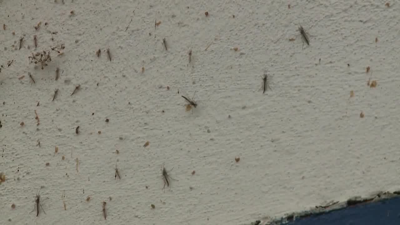 Some Northeast Ohio streets will go dark to deter mayflies – Fox 8 ...