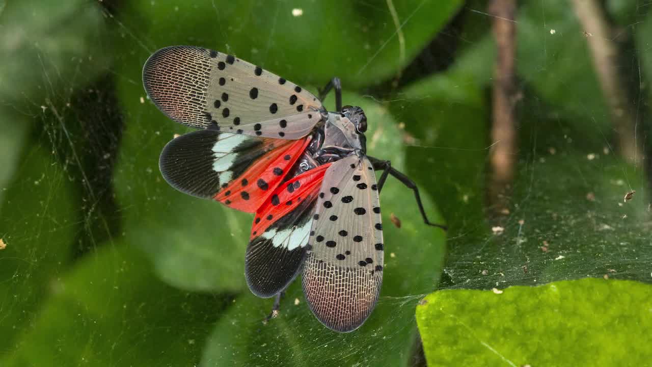 An invasive insect is wreaking havoc in some NE Ohio gardens – Fox 8 ...